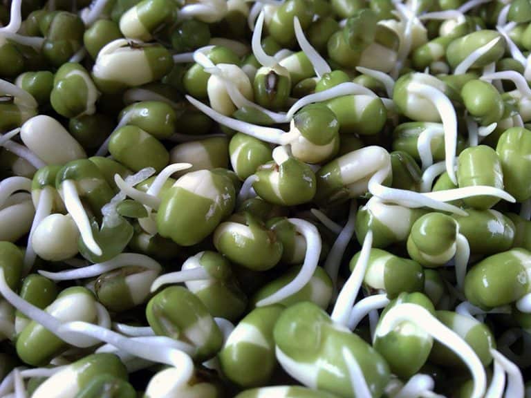 How to Sprout: A Guide to Sprouting - Berry Abundant Life