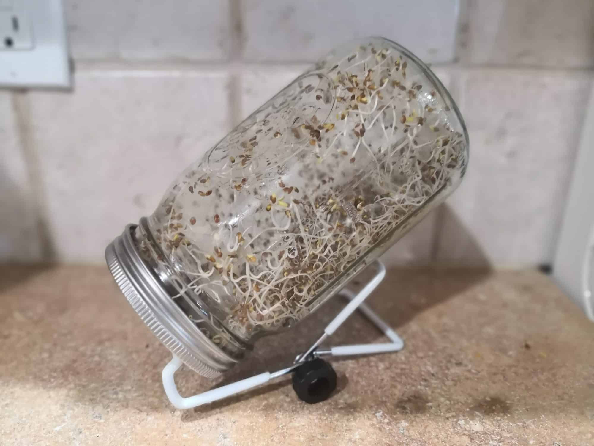 How to Sprout: A Guide to Sprouting - Berry Abundant Life